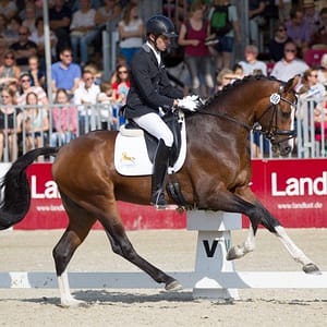 Cashmere stallion of April - HORSEBREEDERCLUB