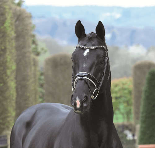 Totilas a Legend in the History of Dressage world - HORSEBREEDERCLUB