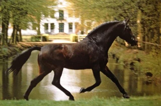 Landgraf I and Lord by Ladykiller XX - HORSEBREEDERCLUB